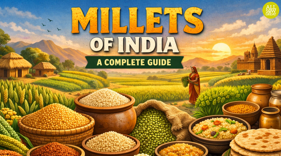 Millets of India: A Complete Guide – All Sow Great